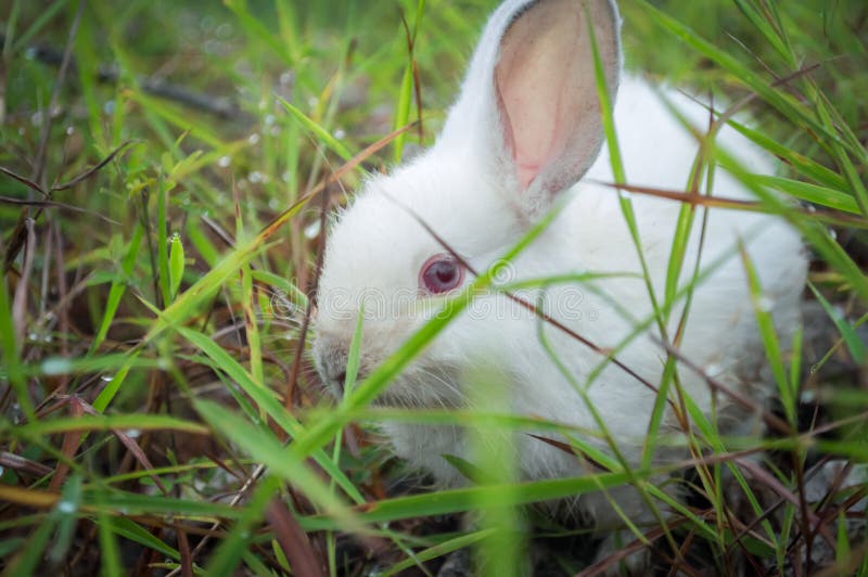 White rabbit on the grass stock image. Image of rabbit - 64358251