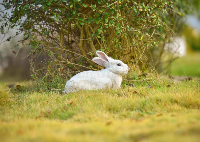 White Rabbit on grass stock image. Image of park, outside - 89676203