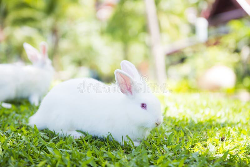 White Rabbit on the Grass in Garden Stock Photo - Image of animal ...