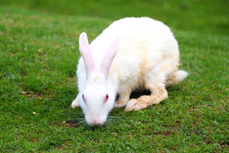 White Rabbit on the Grass. Green, Fauna. Stock Photo - Image of rabbit ...