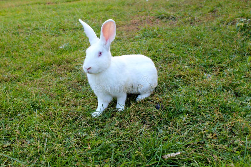 Big white rabbit stock photo. Image of softness, clean - 35676490