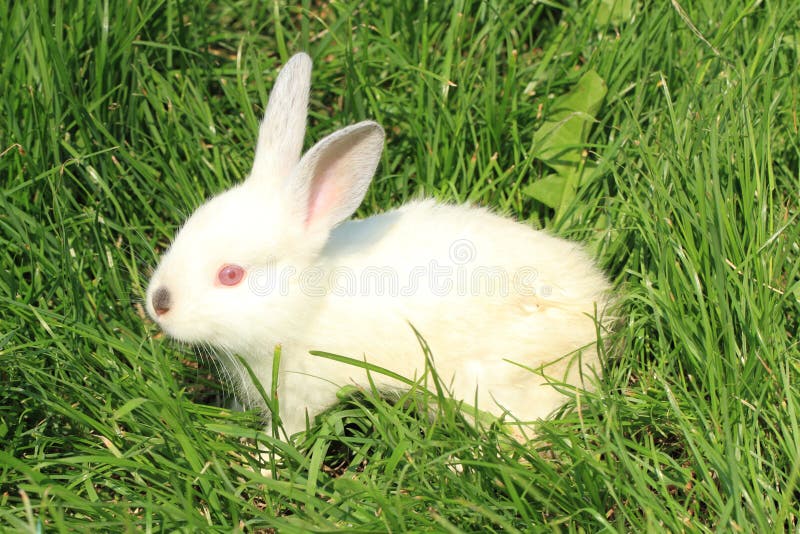 White rabbit grass stock image. Image of spring, field - 87641095