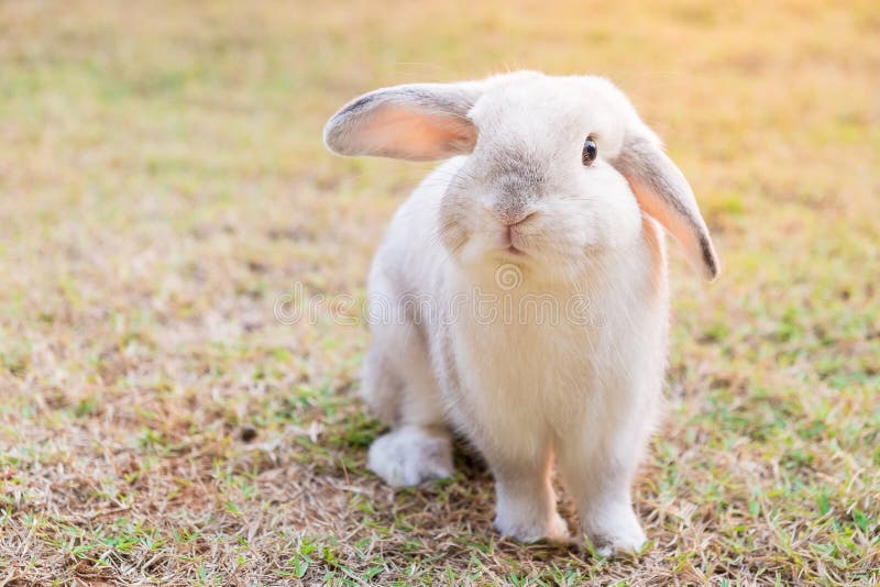 White rabbit in grass. stock photo. Image of flora, hare - 69849158