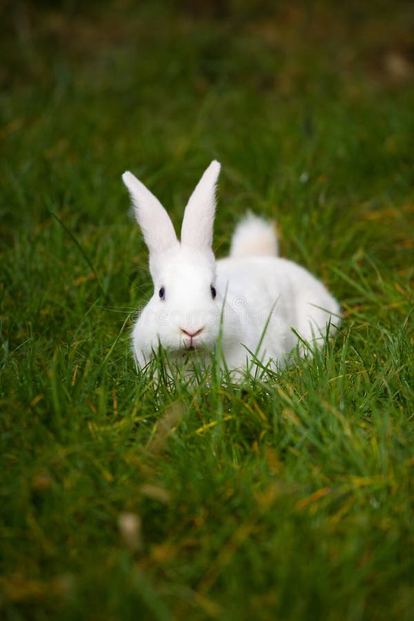 White Rabbit on Grass Outdoor Stock Photo - Image of sitting, sweet ...