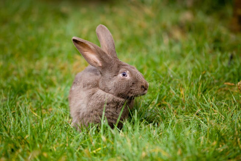 White Rabbit on Grass Outdoor Stock Photo - Image of sitting, sweet ...