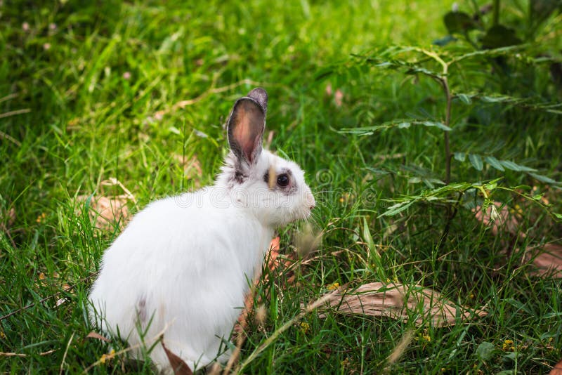 White Rabbit in Grass. Summer Day Stock Photo - Image of closup, single ...