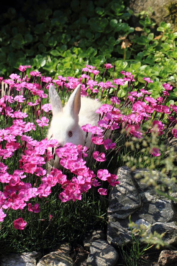 White rabbit grass stock image. Image of cute, adorable - 87641177