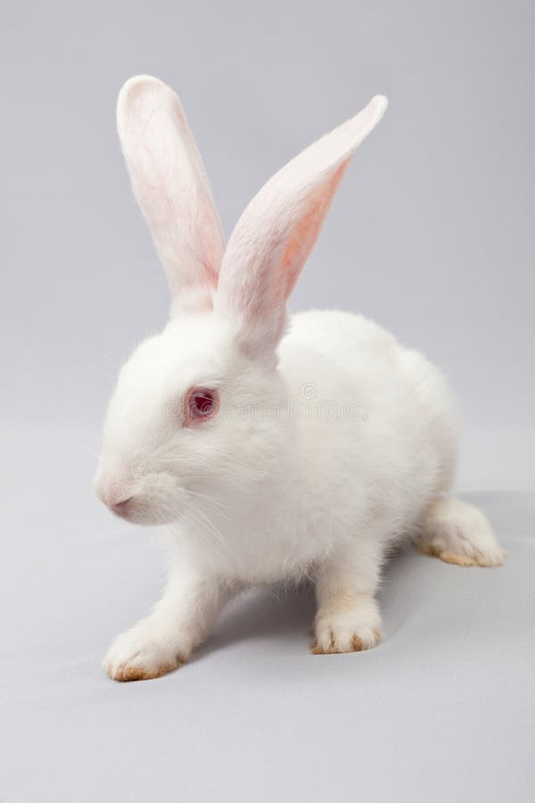Fluffy white rabbit stock photo. Image of home, wool - 15777104