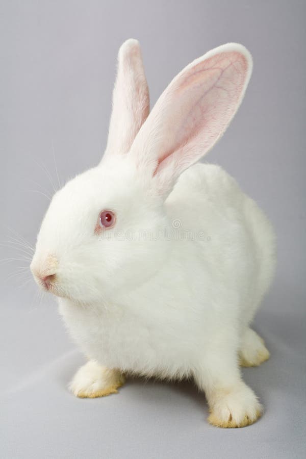 140,757 White Rabbit Stock Photos - Free & Royalty-Free Stock Photos ...