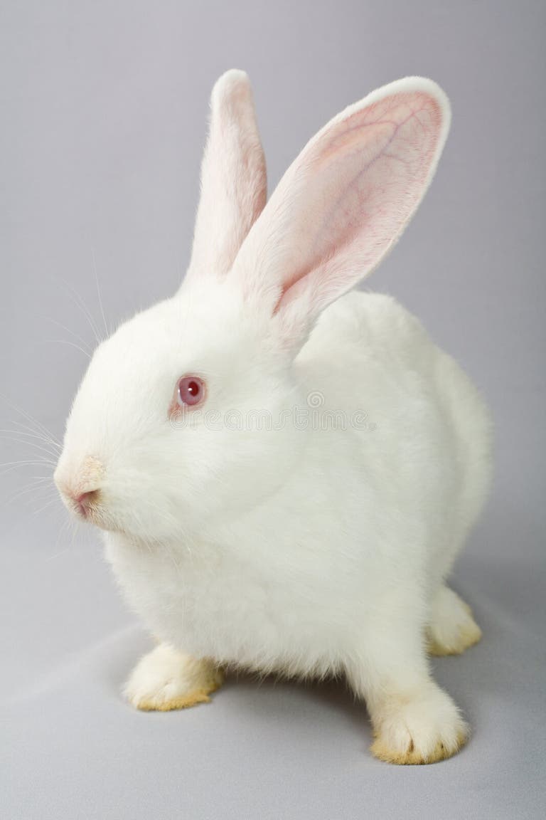 140,757 White Rabbit Stock Photos - Free & Royalty-Free Stock Photos ...