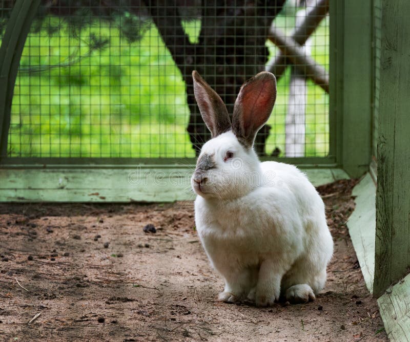 A White Rabbit, with Gray Ears, in a Cage. Stock Photo - Image of bird ...
