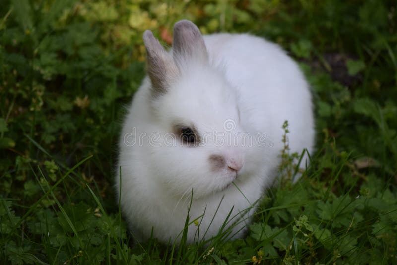 White Rabbit in the Green stock image. Image of rabbits - 151949971