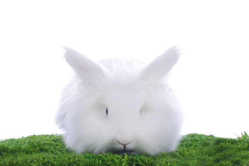 Whitegrassartview Stock Photos - Free & Royalty-Free Stock Photos from ...