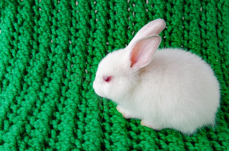 The White Rabbit on Green Background Stock Image - Image of small ...