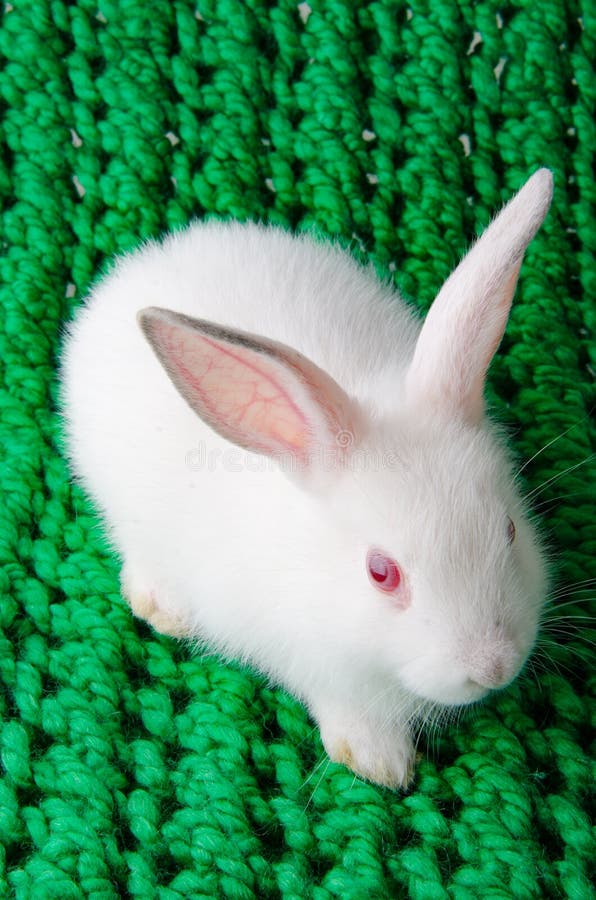 White Rabbit in Scientific Lab Experiment Stock Photo - Image of ...