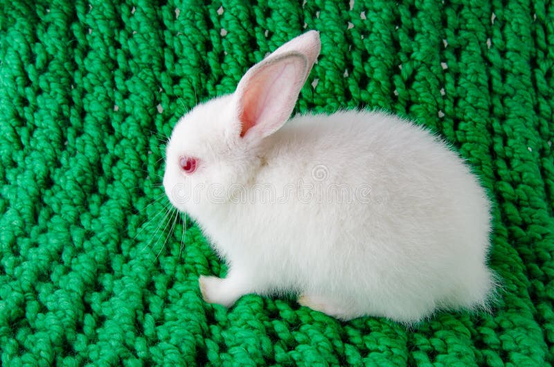 The White Rabbit in Scientific Lab Experiment Stock Photo - Image of ...
