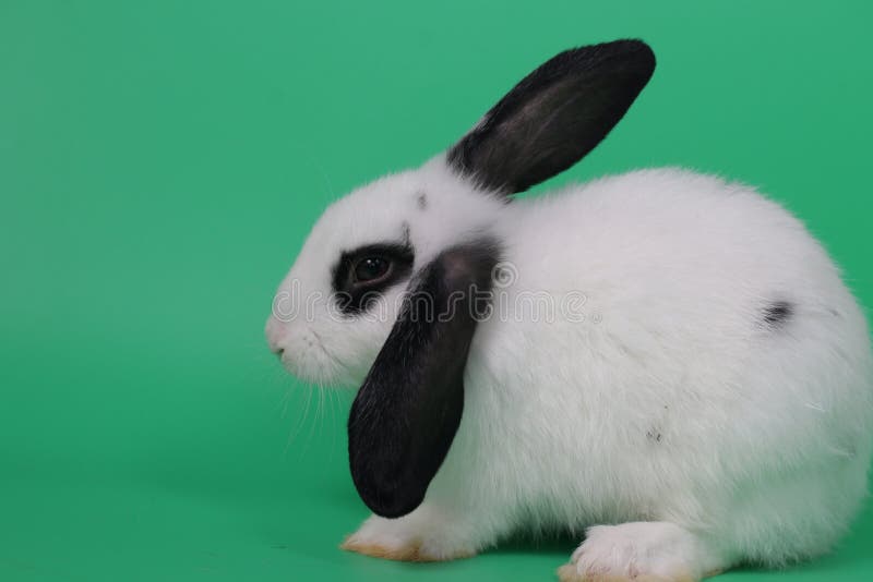 White Rabbit on Green Background Stock Photo - Image of adorable, white ...