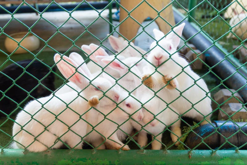 White Rabbit in the Green Cage in Zoo Asia Thailand. Stock Photo ...