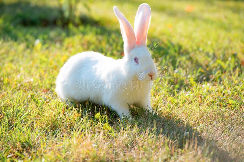 White Rabbit on Green Grass Stock Image - Image of grass, fluffy: 117227873