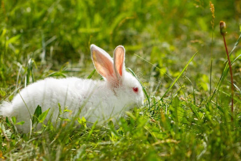 White Rabbit in Green Grass Stock Image - Image of outdoor, animal ...