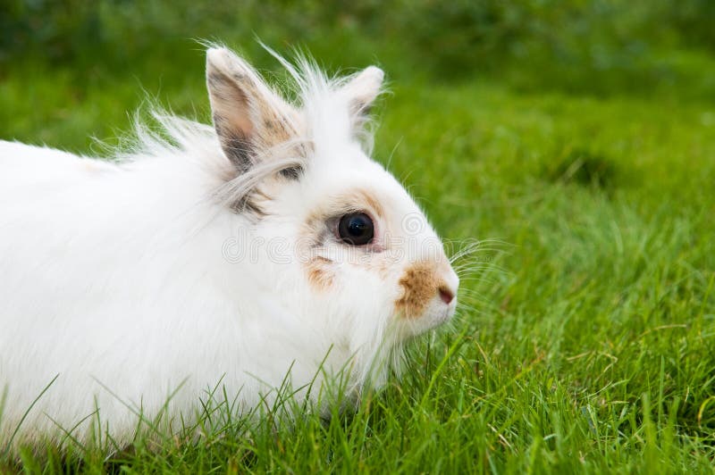 White Rabbit on Green Grass Stock Photo - Image of nice, little: 15423818