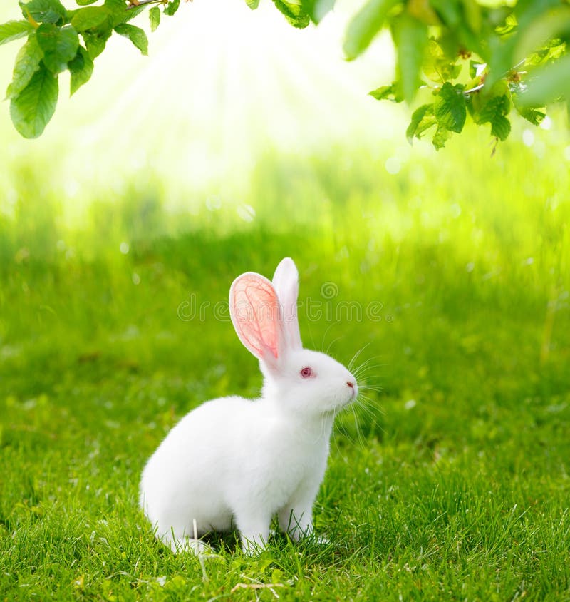 White rabbit stock photo. Image of mammal, friendly, summer - 41111794