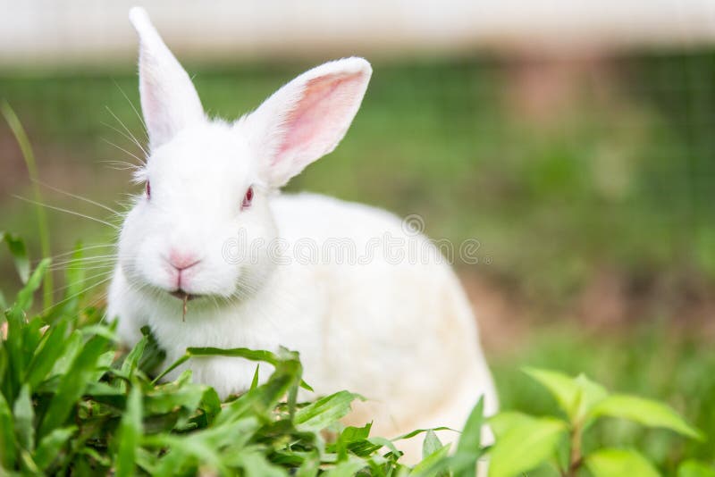 White Rabbit on Green Grass Stock Image - Image of grass, garden: 42244869