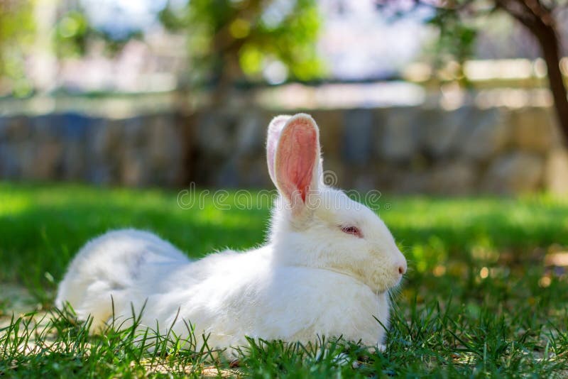 White Rabbit on the Green Grass Stock Photo - Image of wildlife, summer ...