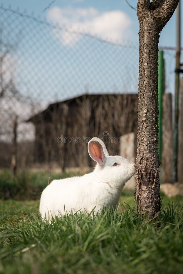 White Rabbit in the Green Grass Stock Image - Image of baby, domestic ...