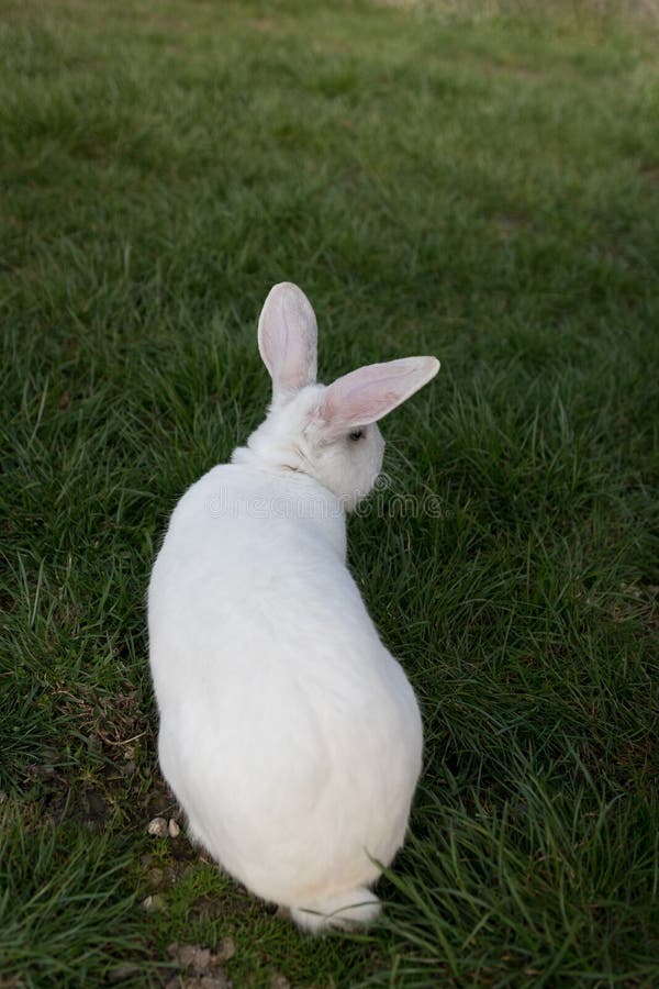 White Rabbit in the Green Grass Stock Photo - Image of furry, farm ...