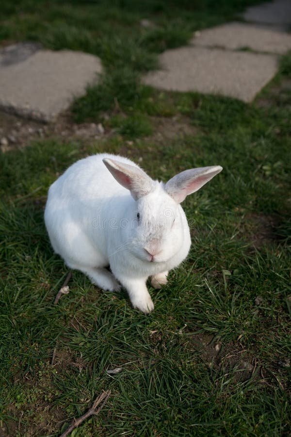 White Rabbit in the Green Grass Stock Photo - Image of lying, funny ...