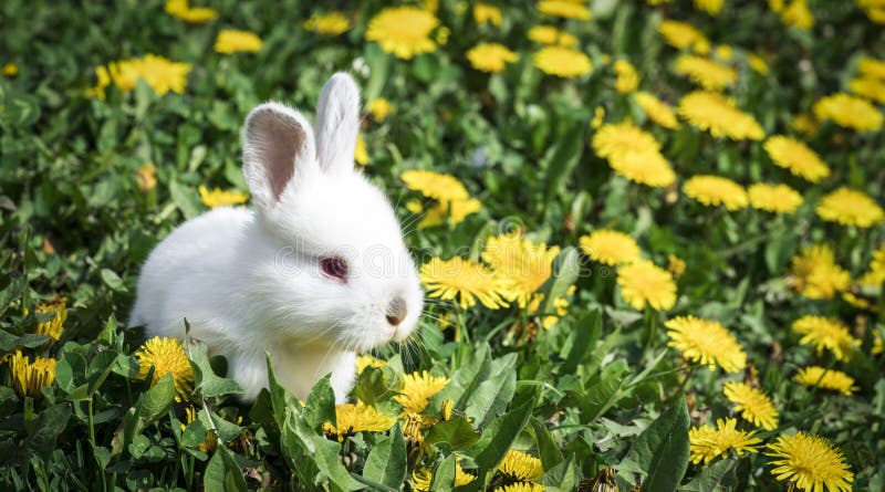 White Rabbit in Green Grass with Flowers Stock Image - Image of white ...