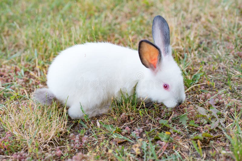 White Rabbit Running on the Grass. Stock Image - Image of bright, hare ...