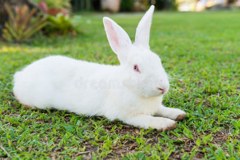 White Rabbit on Green Grass Stock Image - Image of countryside, nature ...