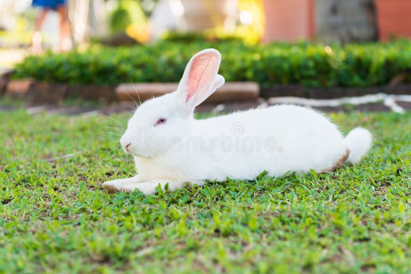 White Rabbit on Green Grass Stock Image - Image of domestic, spring ...