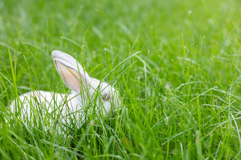 White Rabbit on the Green Grass. Rabbit Hiding in the Grass. Closeup ...