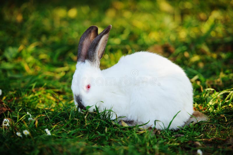 White Rabbit on a Green Grass Stock Photo - Image of outdoor, playful ...