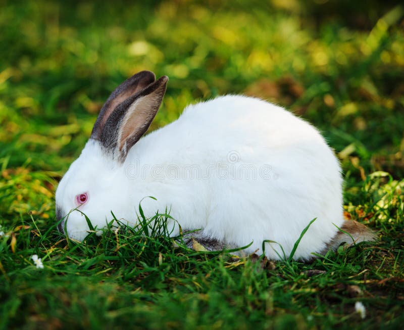 White Rabbit on a Green Grass Stock Photo - Image of nice, hare: 173250276