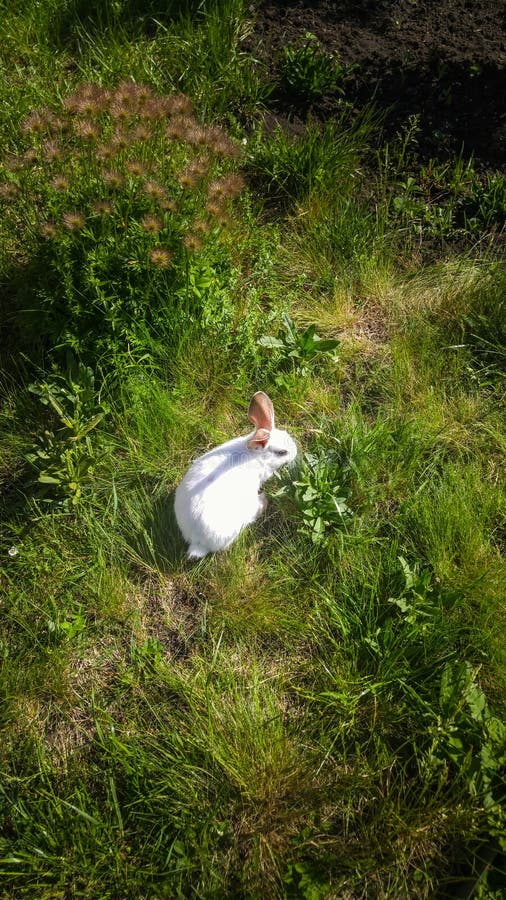 White Rabbit on Green Summer Grass. Stock Photo - Image of ears, animal ...