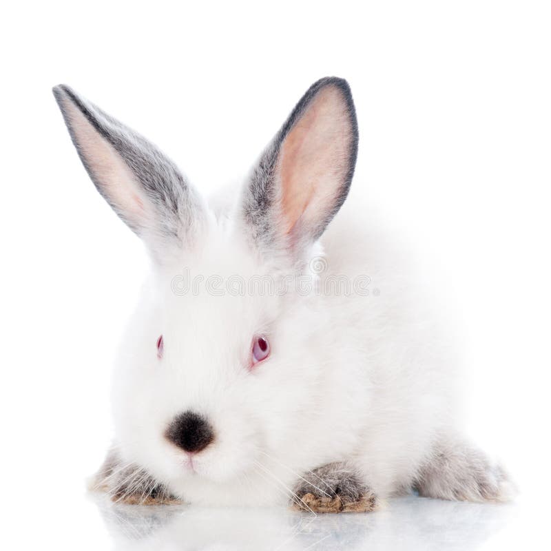 White Rabbit with Grey Ears Stock Photo - Image of gray, easter: 35486658