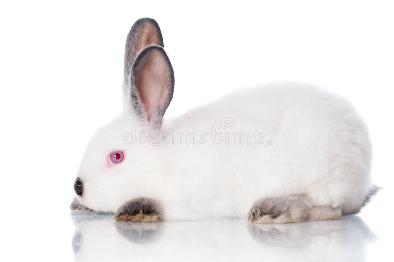 Red rabbit, back view stock photo. Image of farm, pets - 89174922