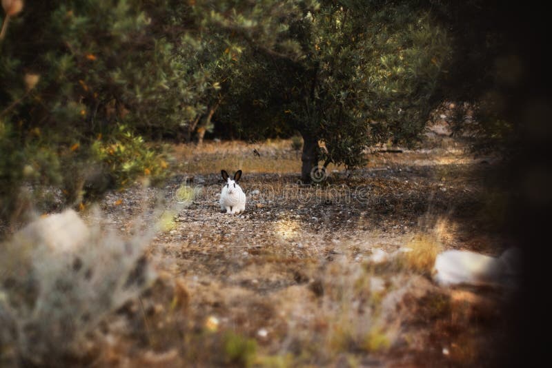 White rabbit on the ground stock photo. Image of ground - 231469242