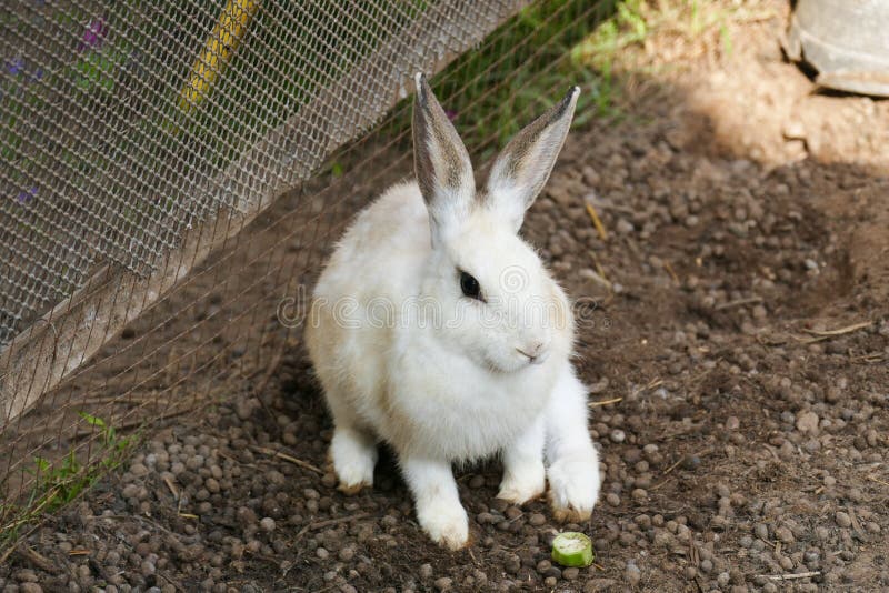 White rabbit on the ground stock photo. Image of bunny - 64183470