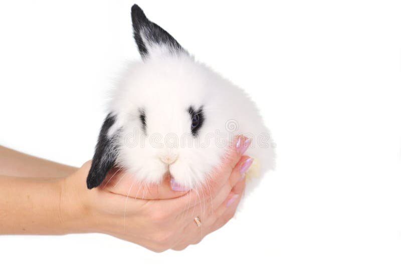 White Baby-rabbit in Woman S Hands Stock Image - Image of baby, care ...
