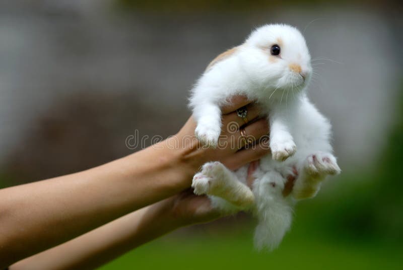 White rabbit on the grass stock image. Image of farm, bunny - 1747633