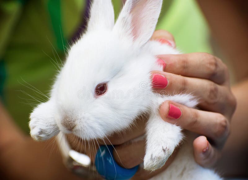 White rabbit in hands stock photo. Image of hold, looking - 43265282