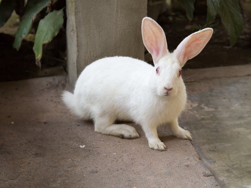 White Rabbit with Happy Feeling. Stock Photo - Image of eggs, flower ...