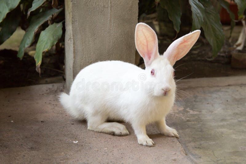 White Rabbit with Happy Feeling. Stock Image - Image of beautiful ...
