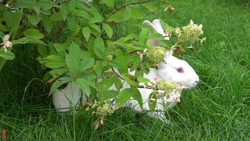 A White Rabbit Hare Hides Behind a Green Bush. End of Holidays Stock ...