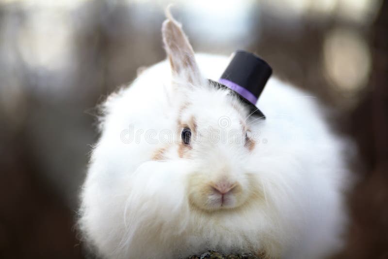Rabbit in a top hat stock photo. Image of rodent, fluffy - 29892074